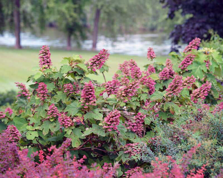 Plants to Use in Shady Areas | Shade-Loving Plants for Massachusetts ...